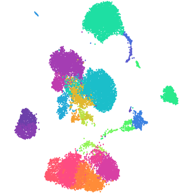 Human muscle ageing cell atlas